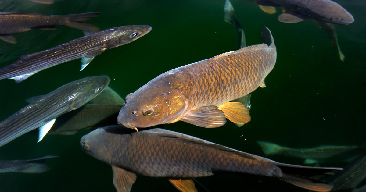 New Regulations Will Limit Striped Bass Catch Next Year - CBS Baltimore