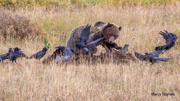 Nature up close: The intelligence of ravens - CBS News