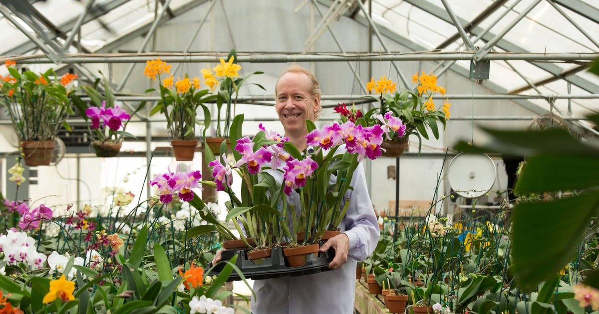 For $2 a plant, you can board your orchid with an expert - CBS News
