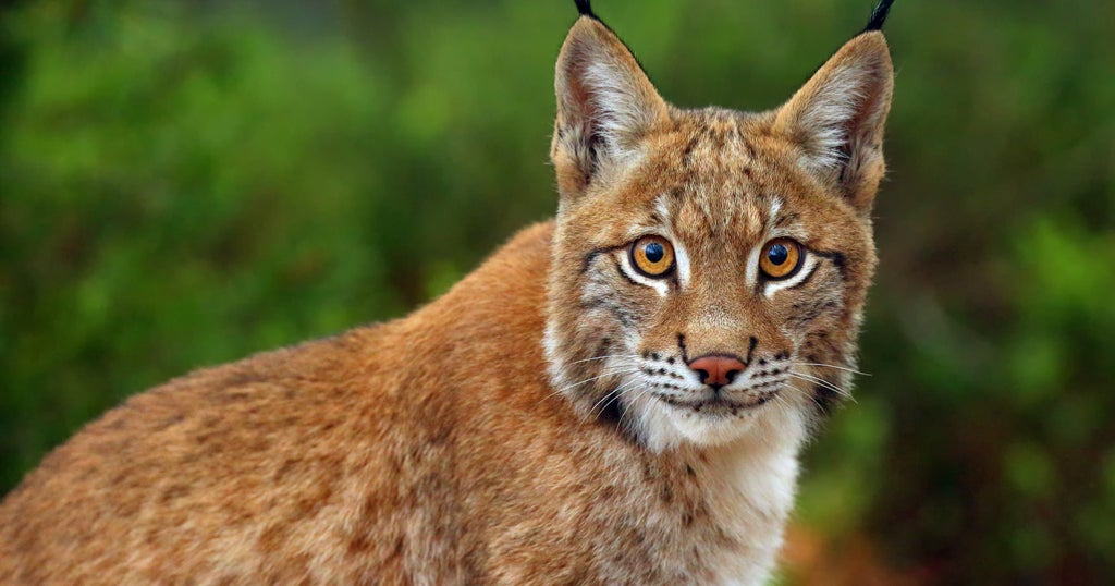Canada Lynx Caught In Michigan's Thumb Moves To The UP - CBS Detroit