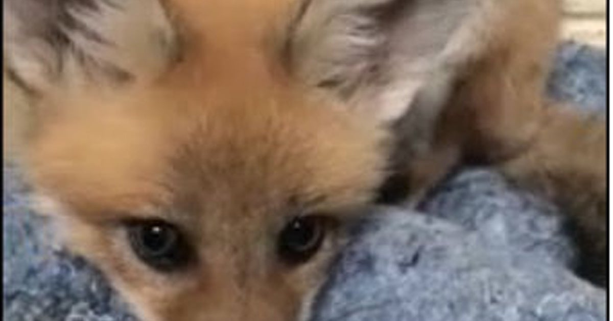 Baby Foxes Found In Box On Side Of The Road - Good Day Sacramento
