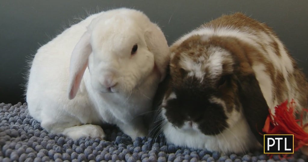 Animal Friends Offering Discounts On Pet Adoptions For The Holidays ...