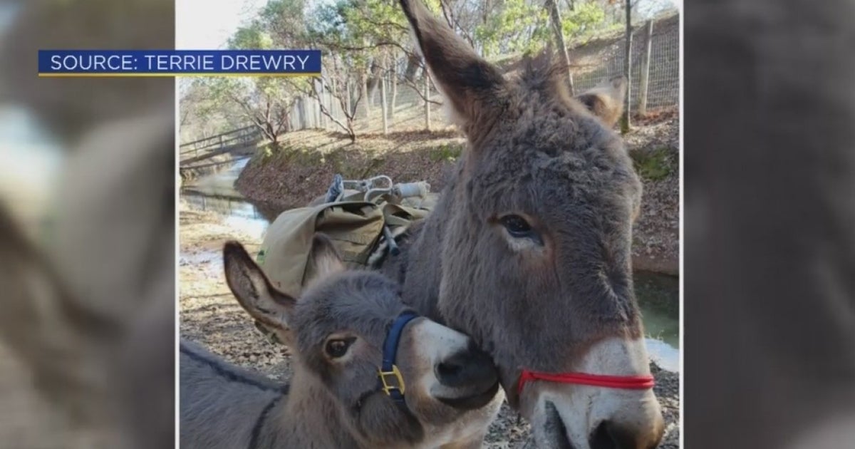Diesel The Pet Donkey Is Lost In The Wild - Good Day Sacramento