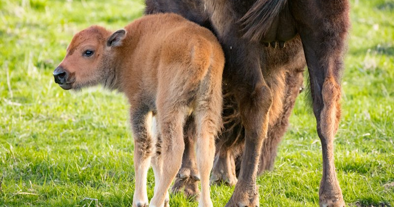 1st Baby Bison Born At Fermilab Herd This Spring - CBS Chicago