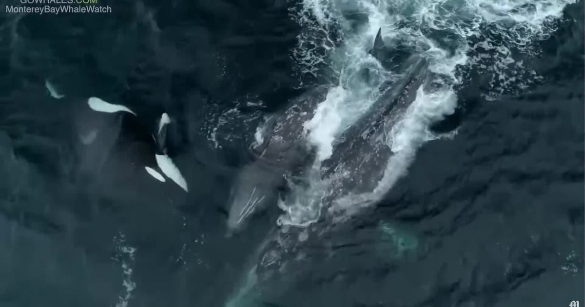 Video: 5 Killer Whales Attack, Kill Gray Whale Calf In Monterey Bay ...