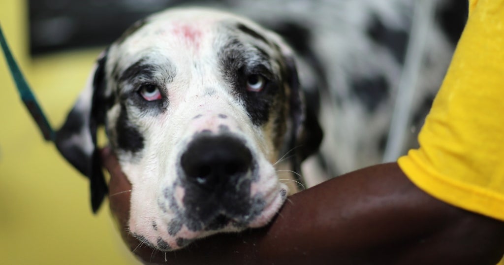 Retirement Home Opens For Senior Homeless Dogs - CBS Colorado