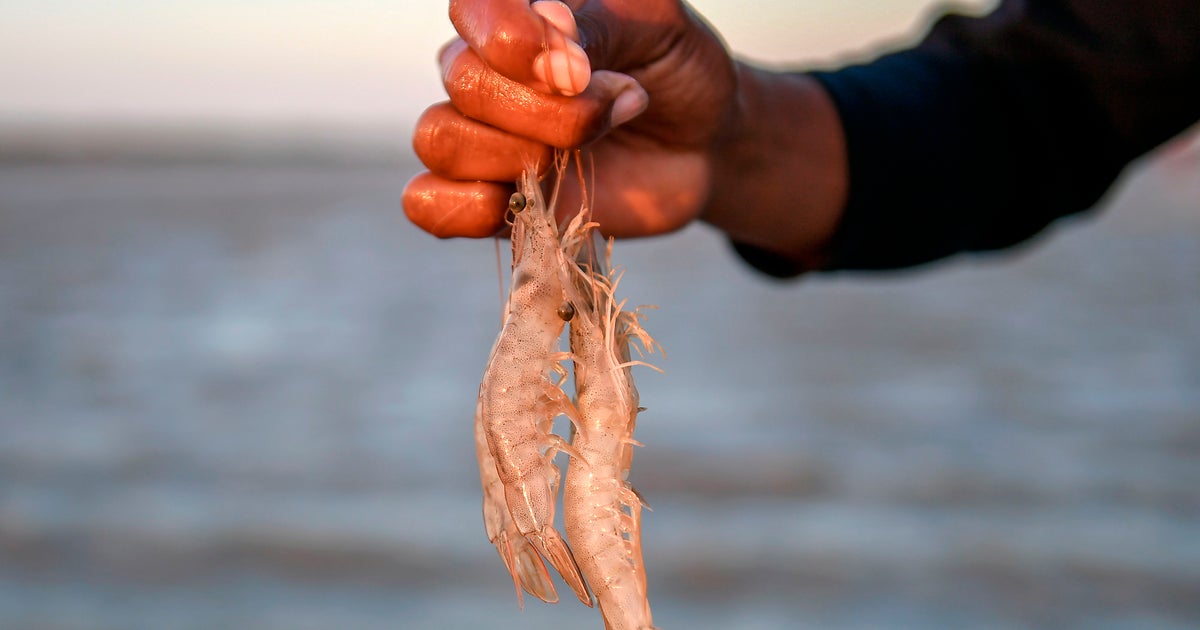 Scientists Find Cocaine In UK Shrimp - CBS Baltimore