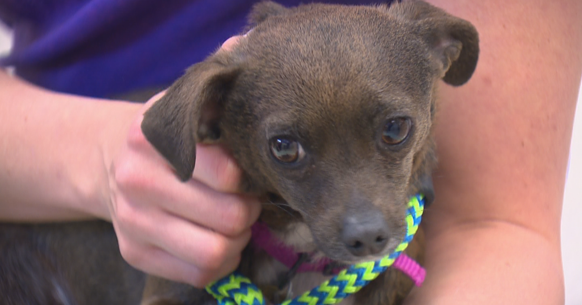 Can You Catch Coronavirus From Your Pet? - CBS Colorado
