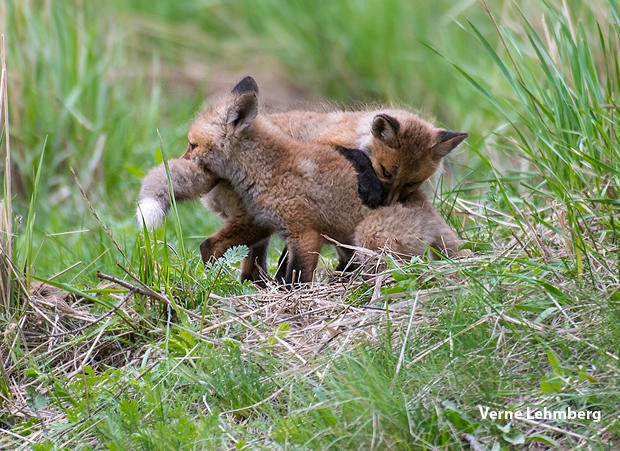 Nature up close: A red fox family in Yellowstone - CBS News