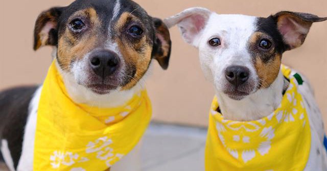 This Weekend: Dumb Friends League Waiving Adoption Fees For Adult Dogs ...