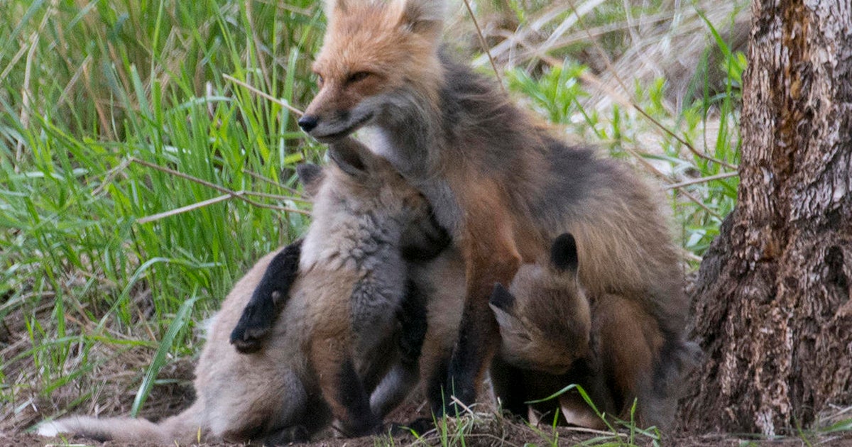 Nature up close: A red fox family in Yellowstone - CBS News
