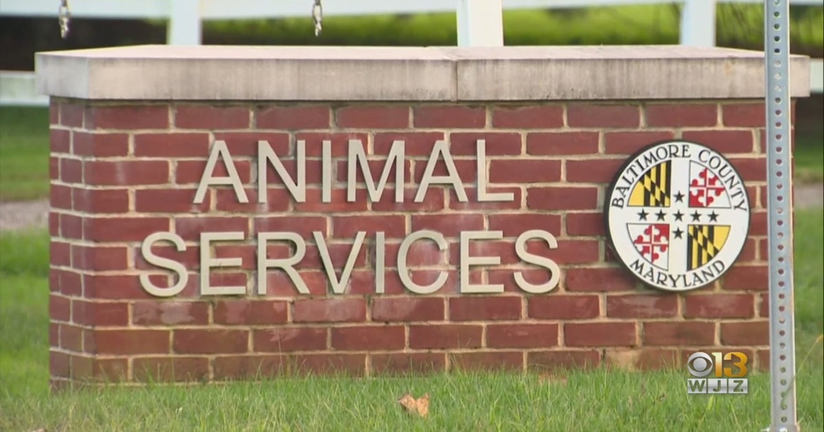Baltimore County Animal Shelter Waives Adoption Fees To Clear Space ...
