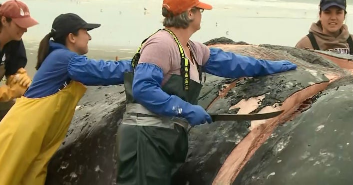 Malnourished Gray Whales Struggling To Make It Back To Arctic - CBS San ...