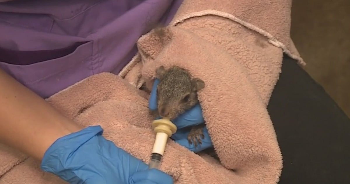 Gold Country Wildlife Rescue Seeing Baby Boom - CBS Sacramento