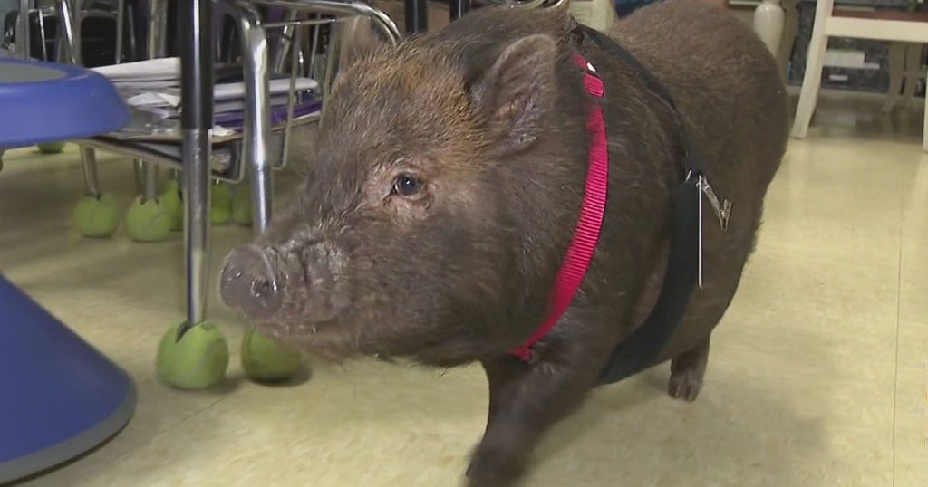 Norman The Pig Helping N.J. Students Deal With Classroom Anxiety - CBS ...
