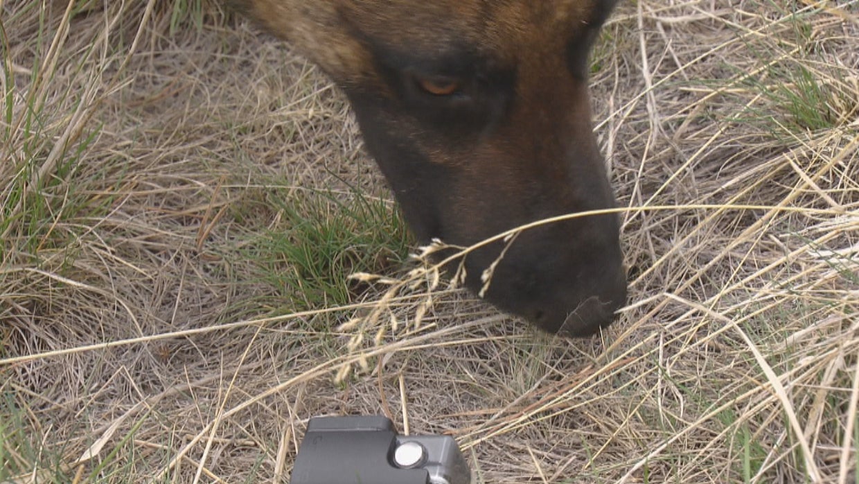 K9 Officer Program Adds More Dogs To Help Colorado Parks & Wildlife ...