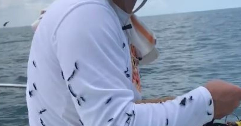 WATCH: Swarm Of Love Bugs Take Over Couple's Fishing Boat - CBS Miami