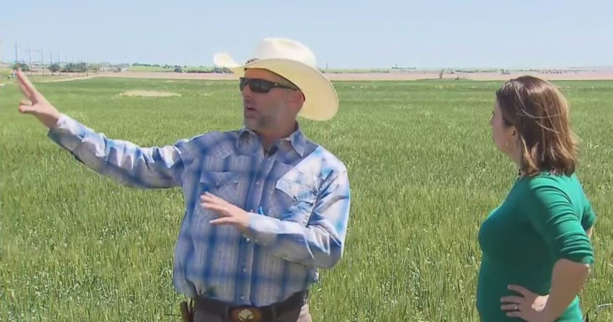 Hemp Farming Could Be On Texas' Horizon: 'It's Going To Create A ...