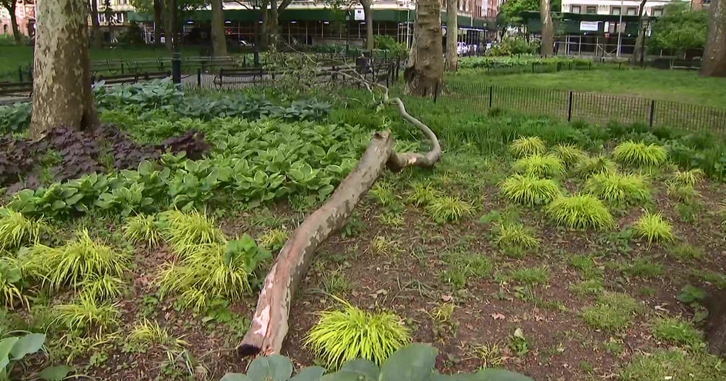 Tourist Critically Injured After Being Hit In The Head By Falling Tree ...