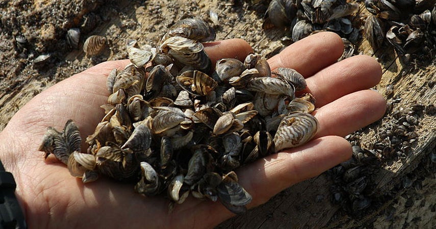 Experts Warn Of Invasive Zebra Mussels In Texas Lakes Ahead Of Memorial ...