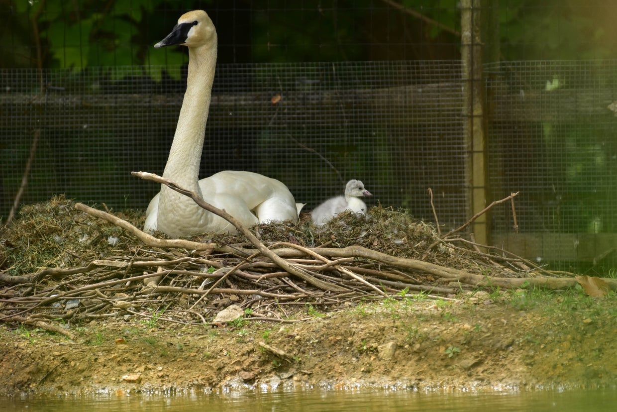 Trumpeter Swan Hatches At The Maryland Zoo - CBS Baltimore