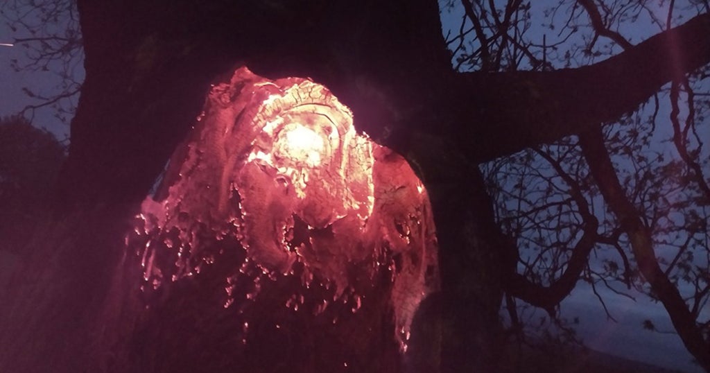 Lightning Hits Tree In Millbury, Making For 'Strikingly Beautiful ...