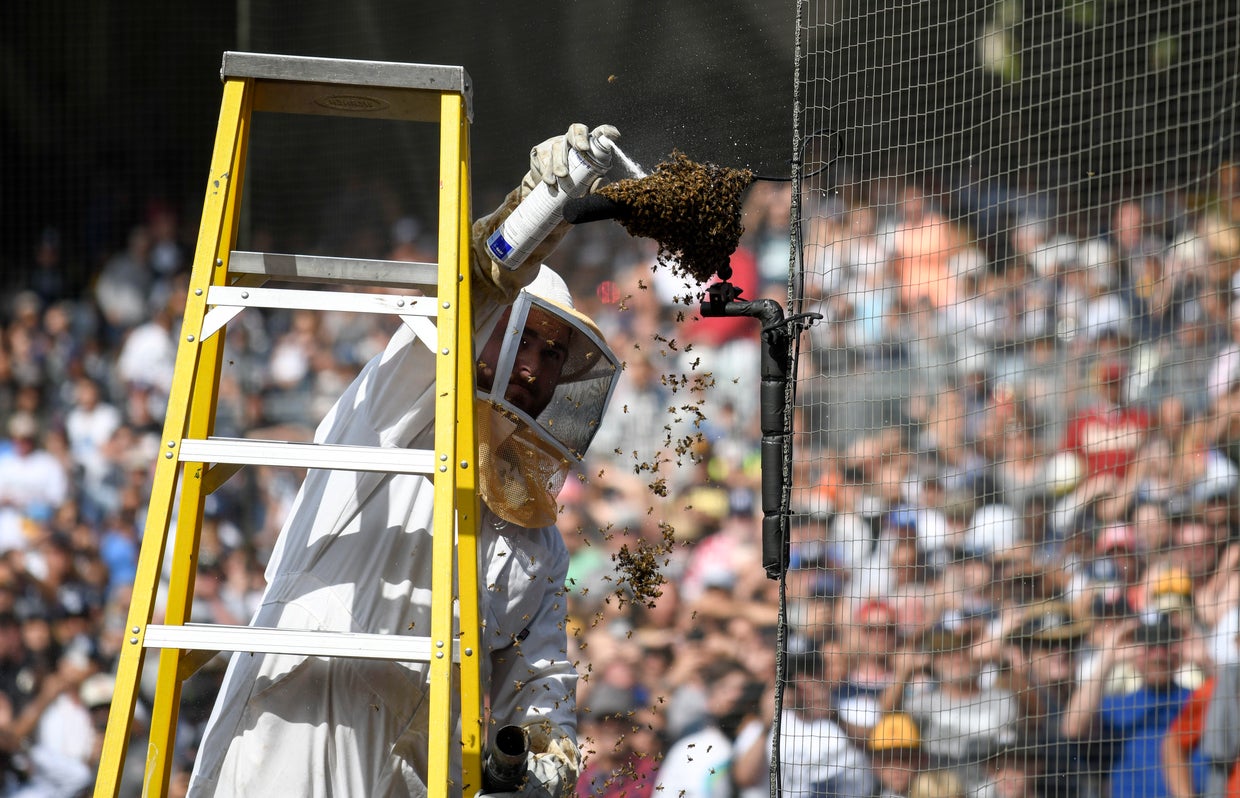San Diego Padres: Swarm of bees delays MLB game against Miami Marlins ...