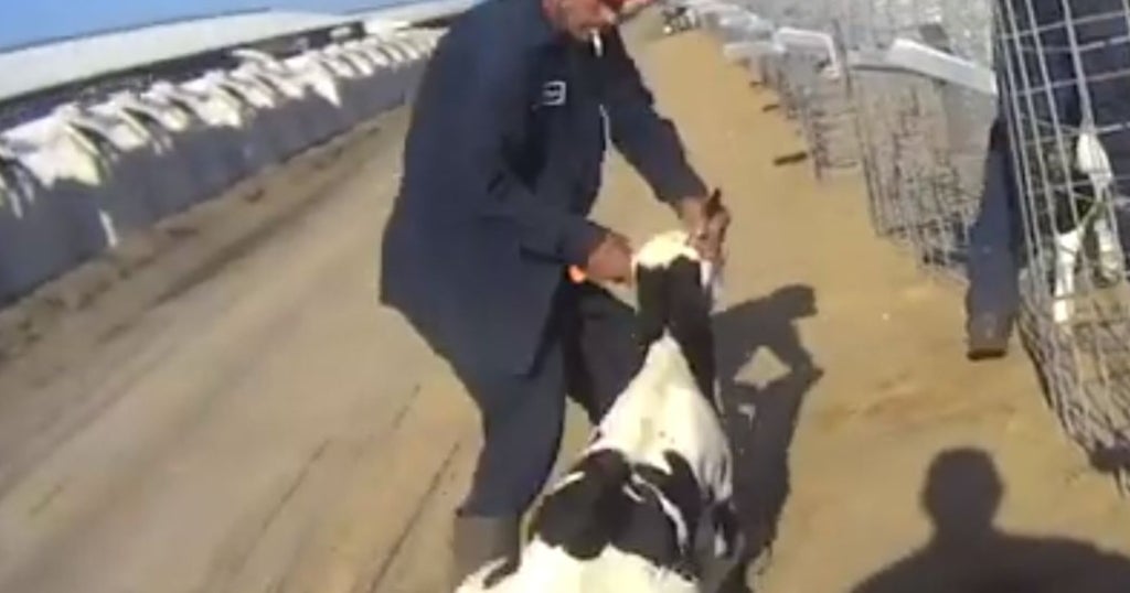 Undercover Video Shows Dairy Cows Being Abused At Farm - CBS Sacramento