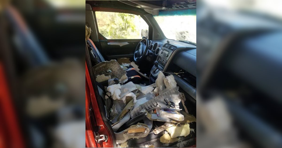 Deputies: Bear Gets Into Unlocked Car Near Tahoe, Tears It Apart - CBS ...