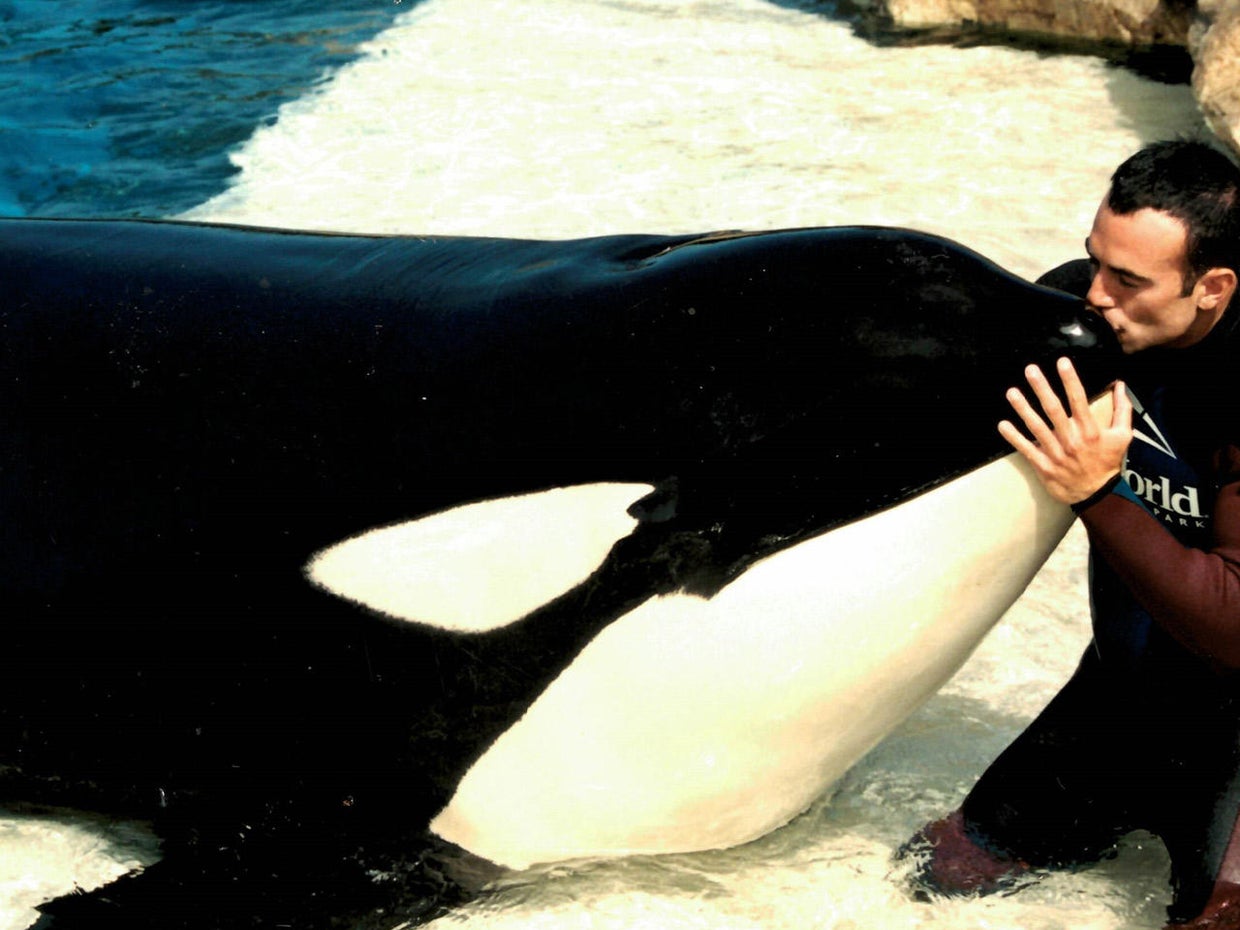 Whistleblower: Former trainer John Hargrove blasts SeaWorld over killer ...