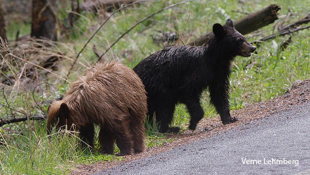 Nature up close: Grizzlies and black bears - CBS News