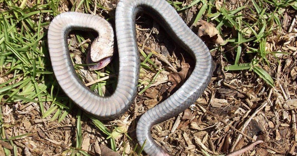 "Zombie snake" found in Eastern U.S. can roll over and play dead - CBS News