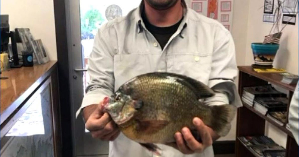 Colorado Fisherman Catches Largest Bluegill On State Record - CBS Colorado