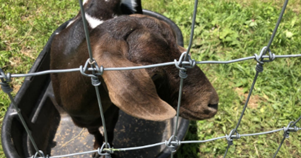 'Such A Great Wow Factor': Checking Out The Queens County Farm Museum ...