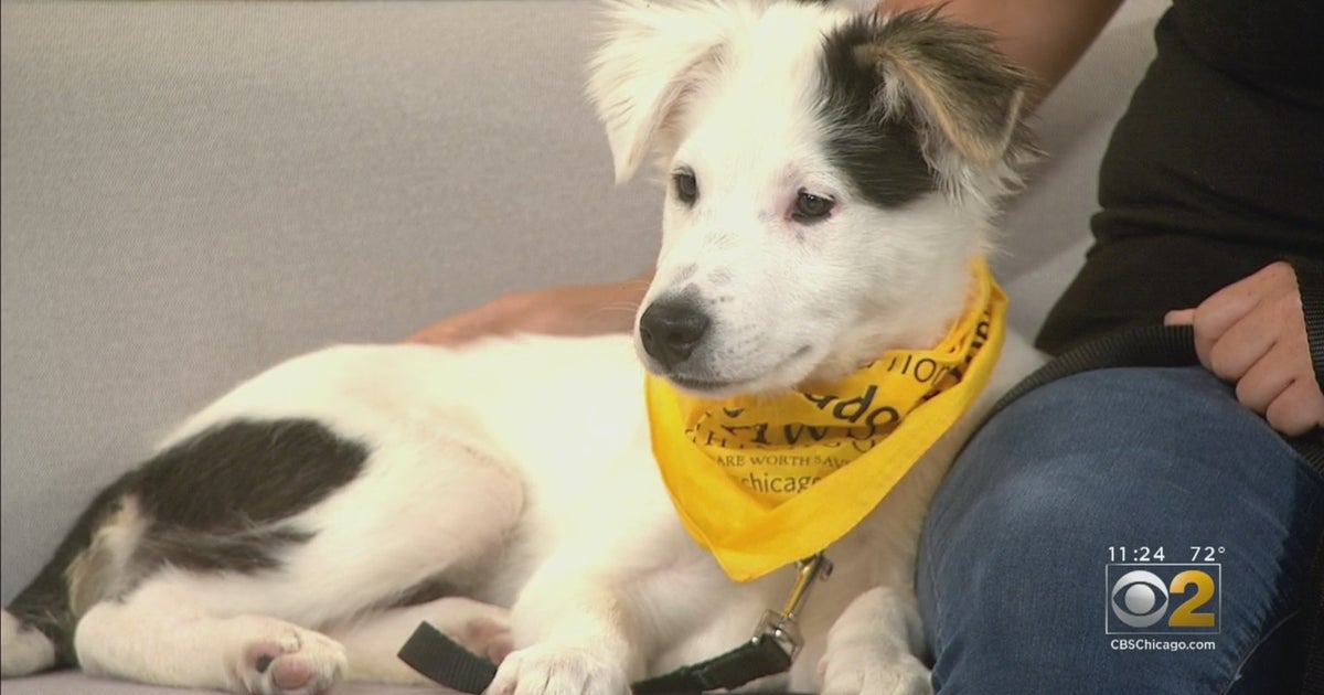 Meet Kaden, The PAWS Pet Of The Week - CBS Chicago