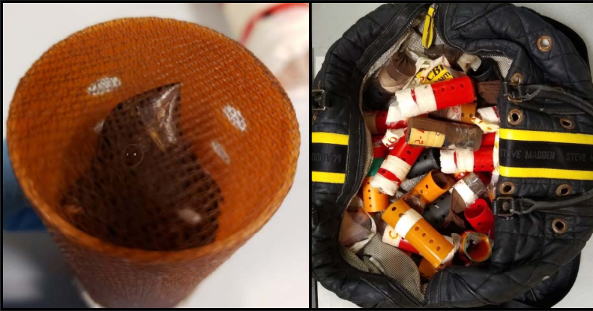 JFK bird smuggling: Man tries to smuggle 34 finches in carry-on luggage ...