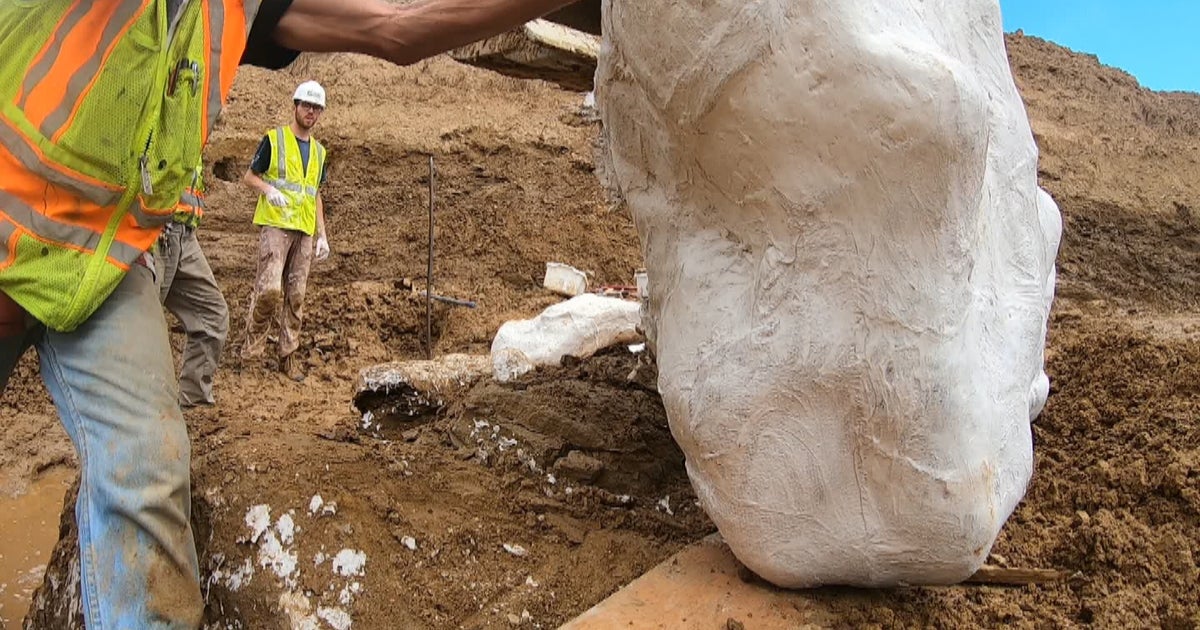 It's A Triceratops! Dino Bones Found In Highlands Ranch Belong To ...