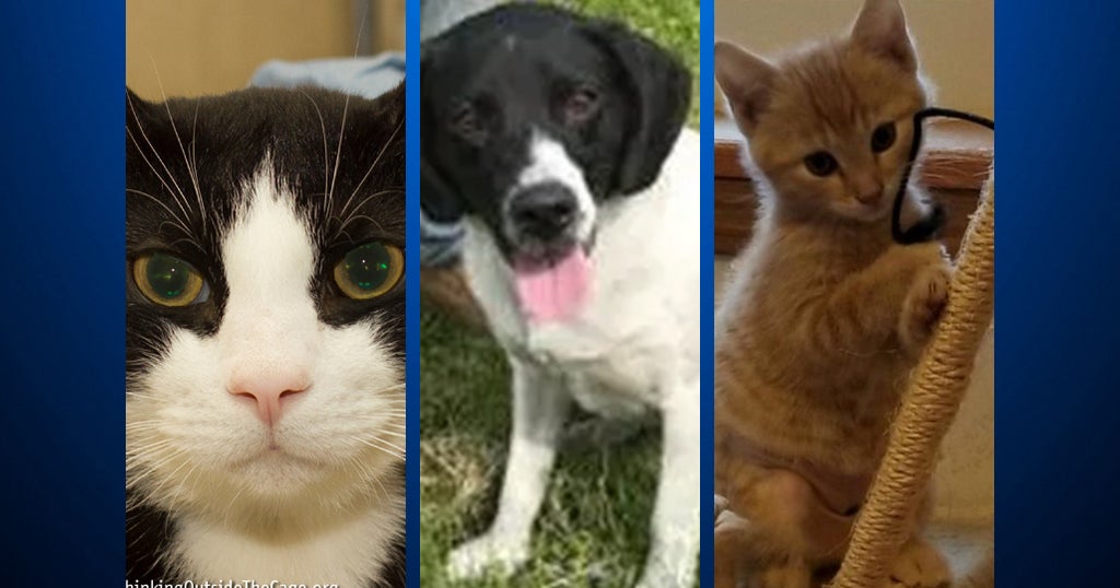Furry Tails: Sir Daisy, Wally & Winnie Are Waiting For Forever Homes ...