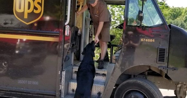 UPS Dogs Facebook Page Features Two Dogs From Maryland - CBS Baltimore
