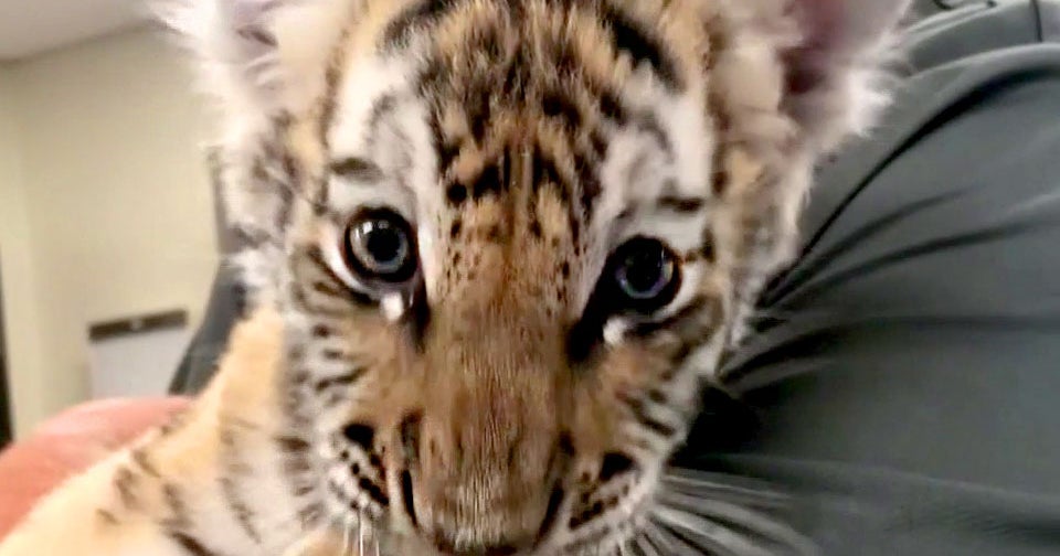 New Tiger Cub On The Prowl At Six Flags Great Adventure - CBS New York