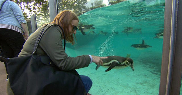 London Zoo defends its late-night parties amid protests - CBS News