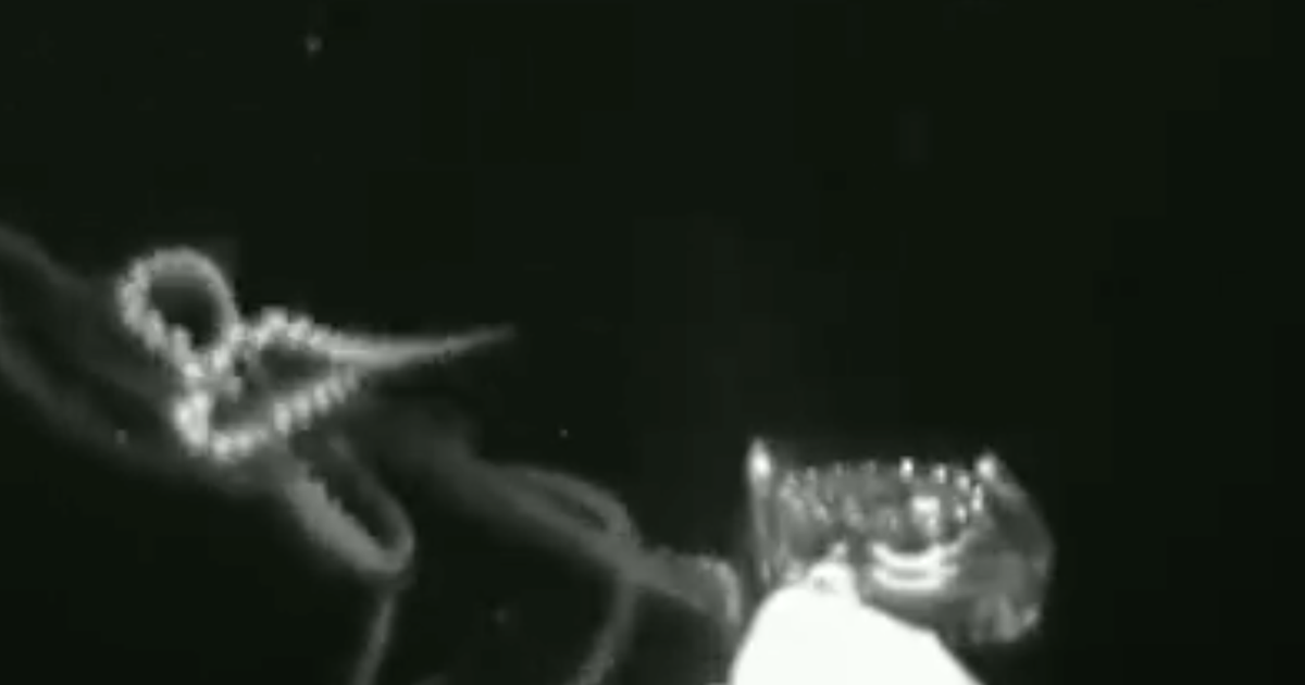 Giant squid video: Eerie footage captures giant squid in the U.S. for ...