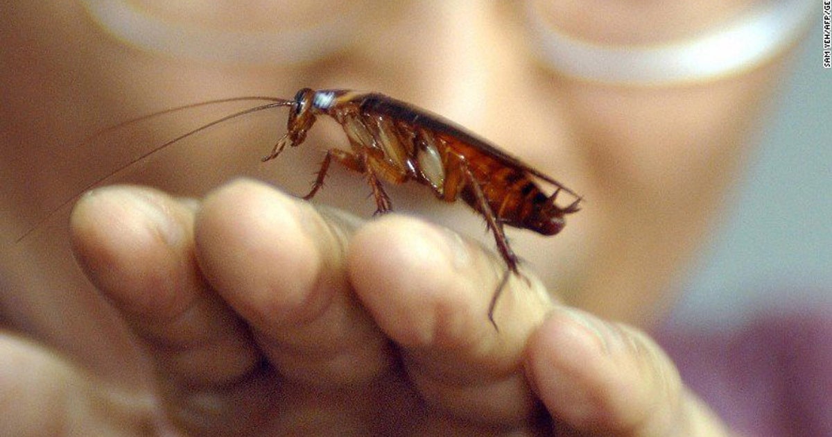 Scientists: Cockroaches Are Becoming Immune To Insecticides - CBS ...