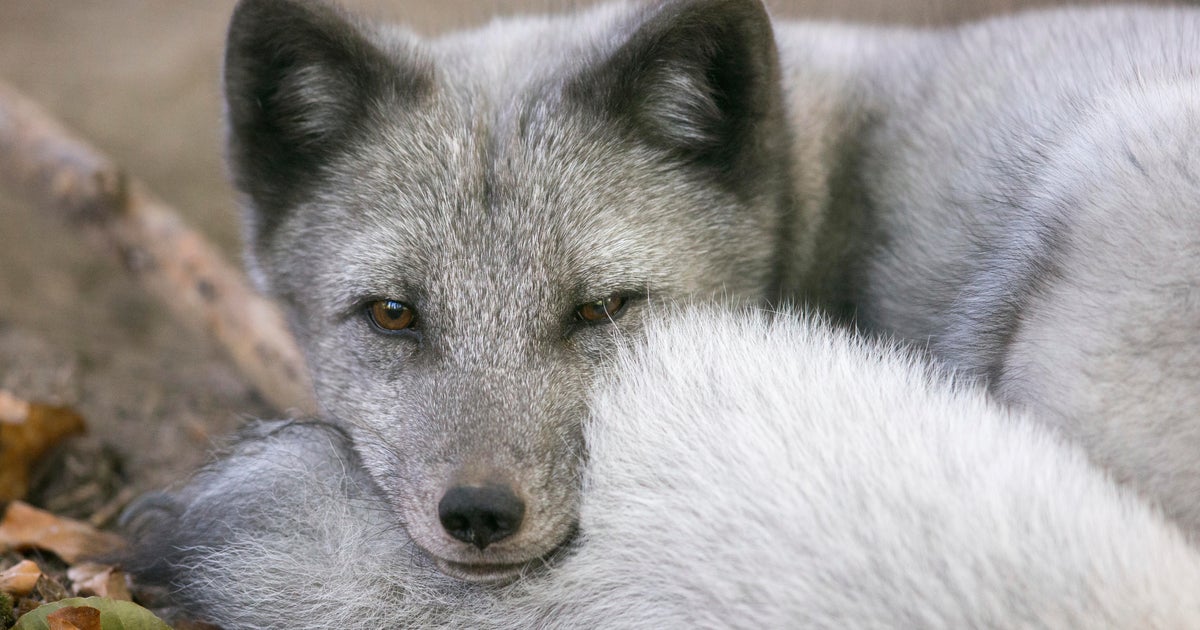Fox walks 76 days: Scientists "speechless" after Arctic fox makes 76 ...