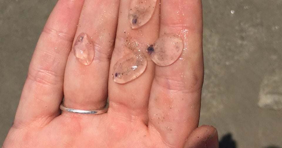 What Are These Odd, Clear Blobs In Maryland Waters? - CBS Baltimore