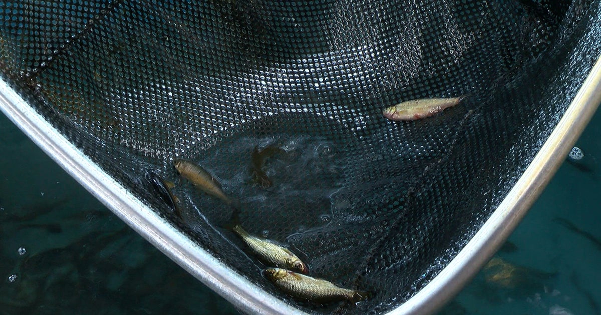 Minnows In Short Supply Thanks To Long, Cold Winter - CBS Minnesota