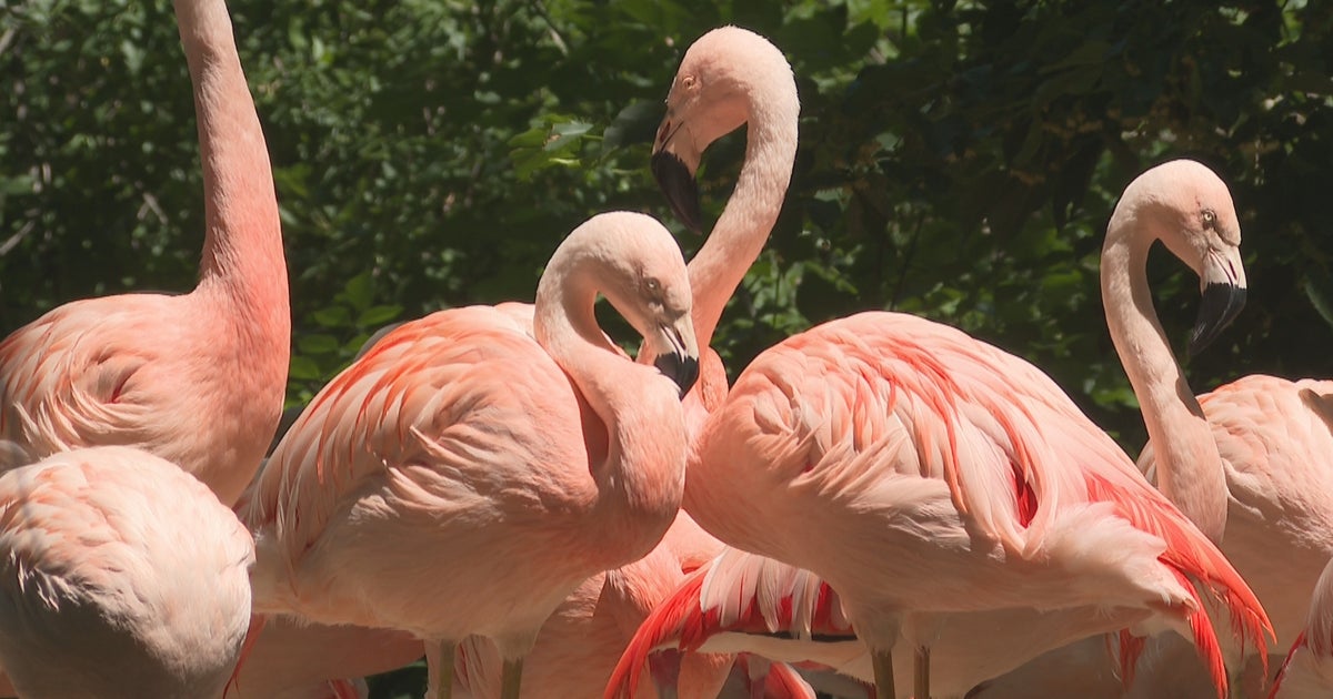 Take Your Flock To Meet The Flamingos At The Denver Zoo - CBS Colorado