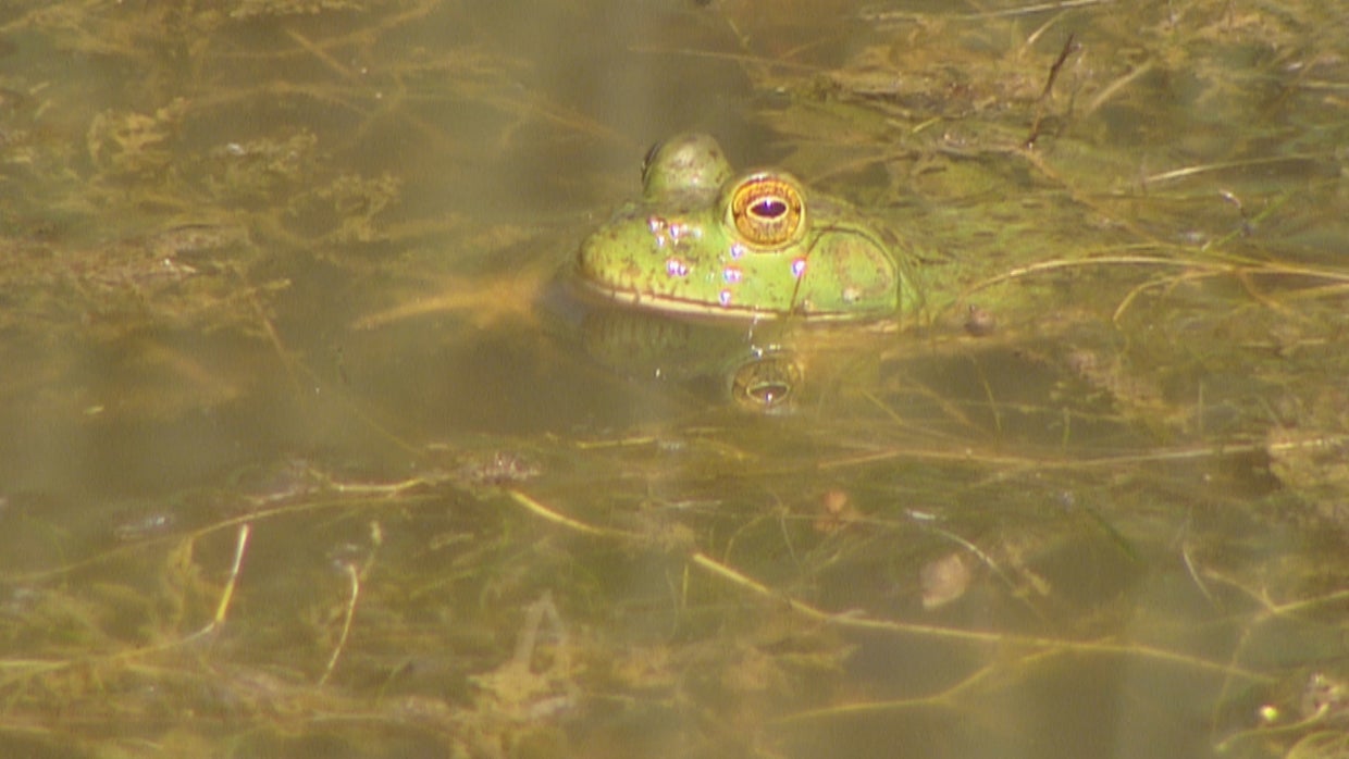 With No Natural Enemies In Colorado, American Bullfrogs Prey On ...