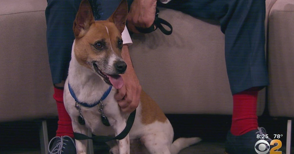 Furry Friend Finder: Prince Charming & Handsome Harold Searching For ...