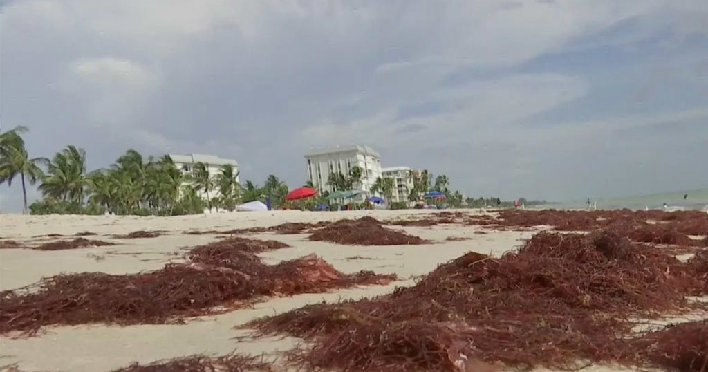 Red Drift Algae Washing Ashore On Naples Beach - CBS Miami